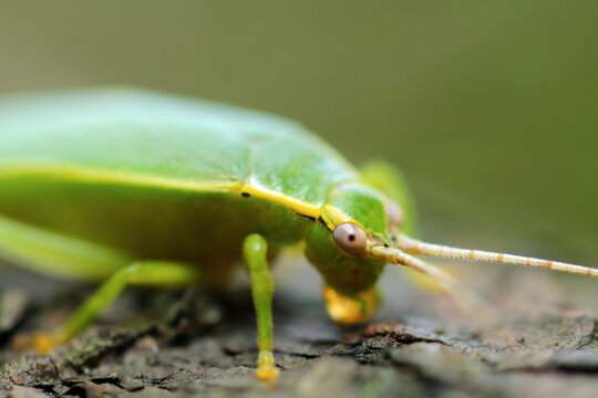รูปภาพEnsifera – เลือกดูภาพถ่ายสต็อก เวกเตอร์ และวิดีโอ1,700 | Adobe Stock