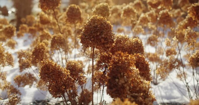 " "Hydrangea Paniculata Images – Browse 4,074 Stock Photos, Vectors ...