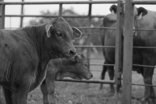 รูปภาพBeefmaster – เลือกดูภาพถ่ายสต็อก เวกเตอร์ และวิดีโอ126 | Adobe Stock