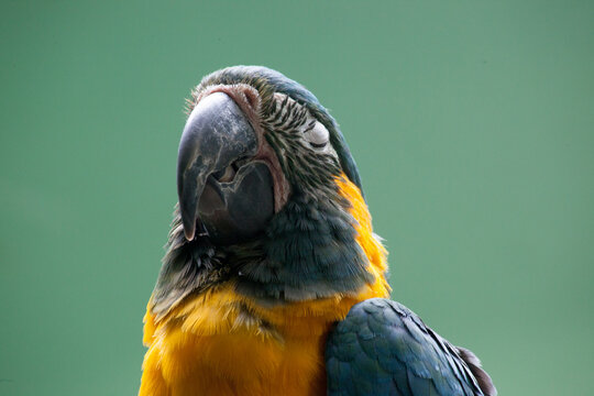 รูปภาพMaccaw – เลือกดูภาพถ่ายสต็อก เวกเตอร์ และวิดีโอ1,835 | Adobe Stock
