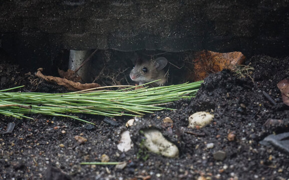 รูปภาพFeldmaus – เลือกดูภาพถ่ายสต็อก เวกเตอร์ และวิดีโอ1,048 | Adobe Stock