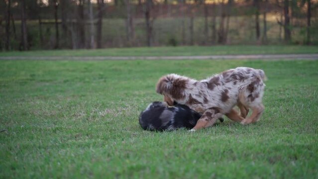 "Mini Australian Shepherd" Images – Browse 724 Stock Photos, Vectors ...