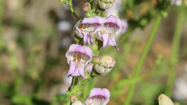 Imagens de Thyrse – Explore Fotografias do Stock, Vetores e Vídeos de ...