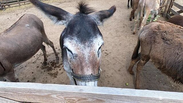 Imágenes de "Donkey Breeding": descubre bancos de fotos, ilustraciones ...