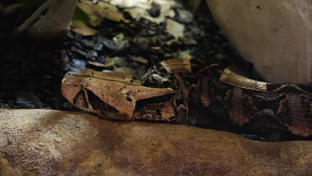 "Gaboon Viper" Bilder – Durchsuchen 557 Archivfotos, Vektorgrafiken und ...