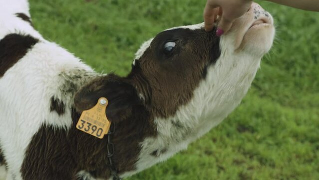 "Cow Calf"-Bilder: Stock-Fotos & -Videos. | Adobe Stock
