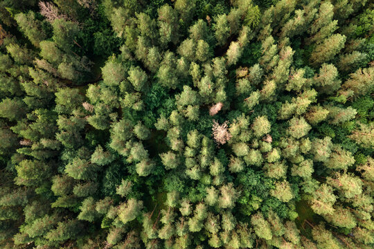 Imágenes de Pinacea: descubre bancos de fotos, ilustraciones, vectores ...