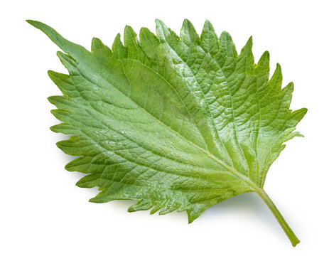 "Oba Leaf" Images – Browse 38 Stock Photos, Vectors, and Video | Adobe ...
