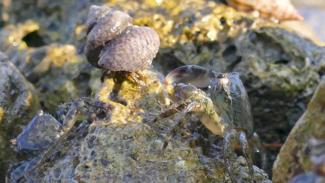 รูปภาพPaguro – เลือกดูภาพถ่ายสต็อก เวกเตอร์ และวิดีโอ219 | Adobe Stock