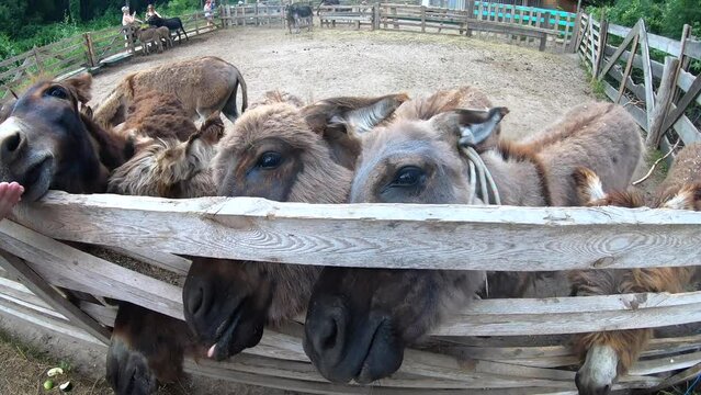 Imágenes de "Donkey Breeding": descubre bancos de fotos, ilustraciones ...