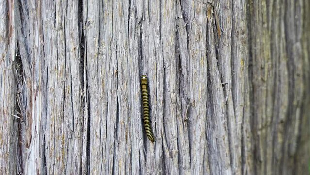 Gongolo Imagens – Procure 11,024 fotos, vetores e vídeos | Adobe Stock