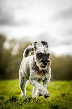 Schnauzers Bilder – Durchsuchen 30,527 Archivfotos, Vektorgrafiken und ...