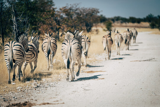 Hintereinander Bilder – Durchsuchen 7,869 Archivfotos, Vektorgrafiken ...