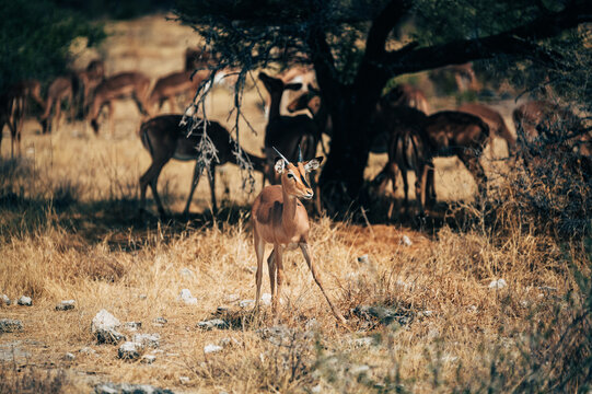 รูปภาพRooibok – เลือกดูภาพถ่ายสต็อก เวกเตอร์ และวิดีโอ59,687 | Adobe Stock