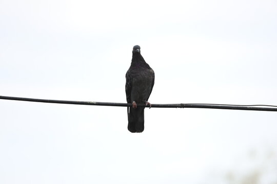 Kurokutok Bilder – Durchsuchen 1,578 Archivfotos, Vektorgrafiken und ...