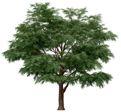 Ahuehuete Bilder – Durchsuchen 239 Archivfotos, Vektorgrafiken und ...