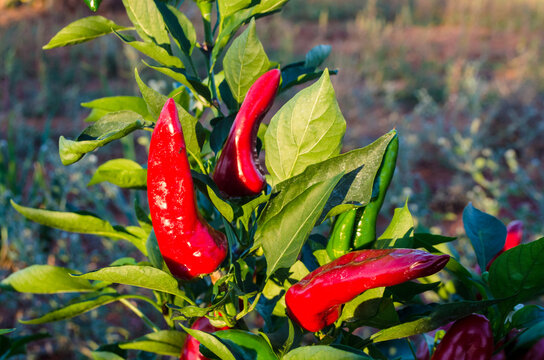 "Pianta " Bilder – Durchsuchen 51,946 Archivfotos, Vektorgrafiken und ...