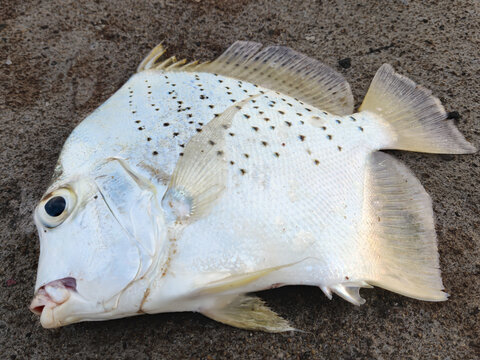 Imad Images – Browse 4 Stock Photos, Vectors, and Video | Adobe Stock