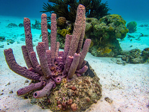 "Stove-Pipe Sponge" Images – Browse 434 Stock Photos, Vectors, and ...