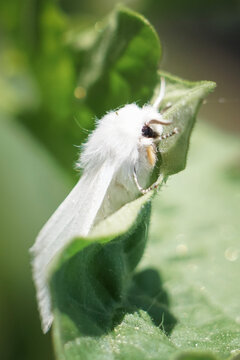 White Fuzzy Moth