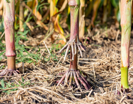 Stilt Roots Of Sugarcane
