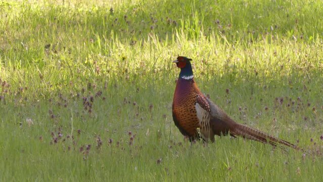 "Pheasant Family" Images – Browse 291 Stock Photos, Vectors, and Video ...