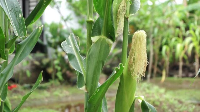 "Corn Tree" Images – Browse 232 Stock Photos, Vectors, and Video ...