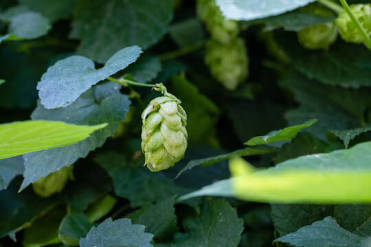 รูปภาพLupulo – เลือกดูภาพถ่ายสต็อก เวกเตอร์ และวิดีโอ143 | Adobe Stock