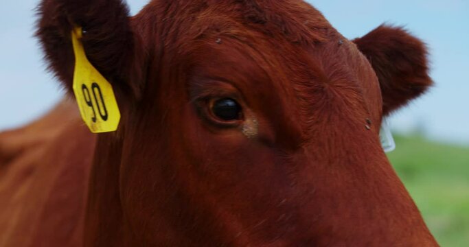 Beefmaster bilder – Bläddra bland 126 stockfoton, vektorer och videor ...