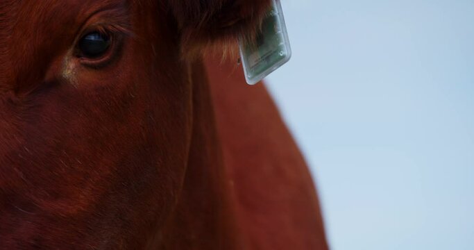 Beefmaster bilder – Bläddra bland 126 stockfoton, vektorer och videor ...