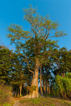 Philippine National Tree Narra