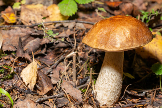Wald-Champignon Bilder – Durchsuchen 2,964 Archivfotos, Vektorgrafiken ...