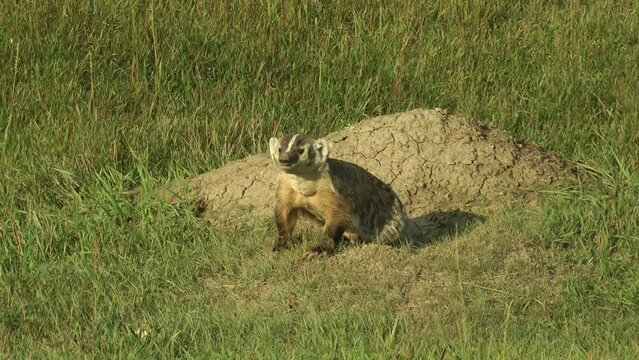 "North American Badger" Images – Browse 402 Stock Photos, Vectors, and ...