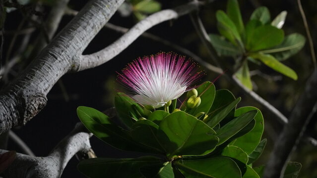 Calliandra Bilder – Durchsuchen 1,297 Archivfotos, Vektorgrafiken und ...