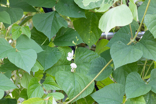 「Bataw」の画像 - 1,636 件の Stock 写真、ベクターおよびビデオ | Adobe Stock