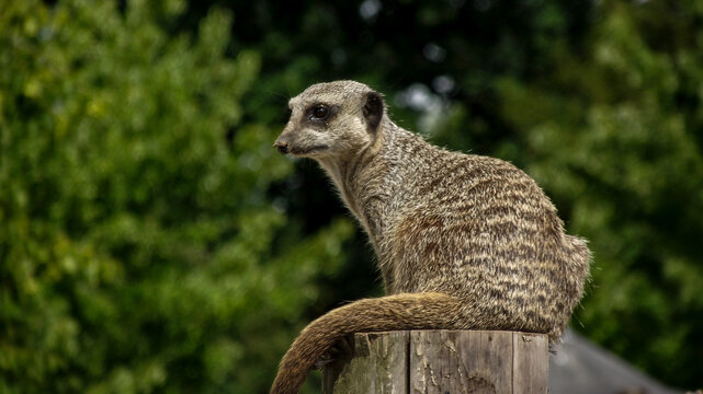 "On Guard" Images – Browse 1,414 Stock Photos, Vectors, and Video ...