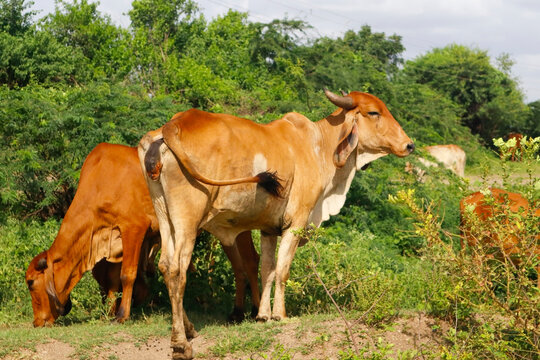 Girolando Cattle