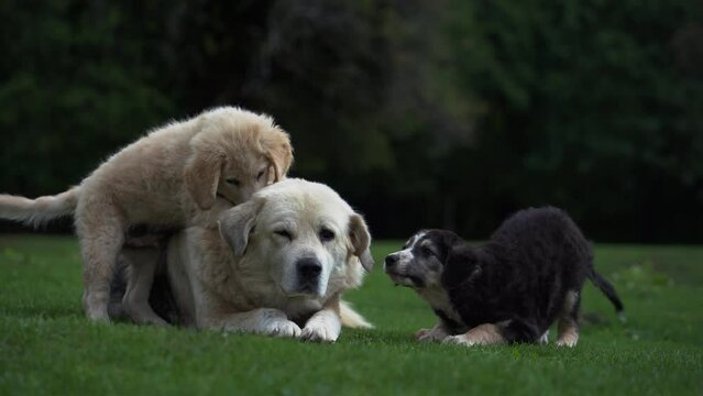 Puppies With Mother Images – Browse 34,349 Stock Photos, Vectors, and ...