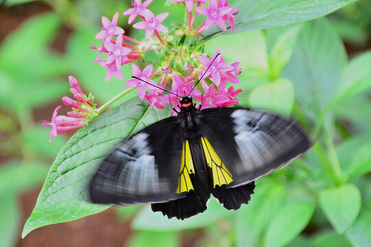 Forewing Images – Browse 1,853 Stock Photos, Vectors, and Video | Adobe ...