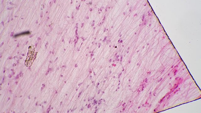 Connective Tissue Under Microscope