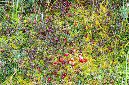 Mooseberry Images – Browse 2,456 Stock Photos, Vectors, and Video ...