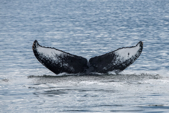 Furchenwale Bilder – Durchsuchen 1,672 Archivfotos, Vektorgrafiken und ...