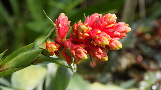 Imágenes de Hampe: descubre bancos de fotos, ilustraciones, vectores y ...