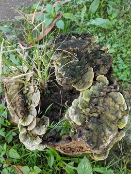 Destruenten Bilder – Durchsuchen 1,487 Archivfotos, Vektorgrafiken und ...