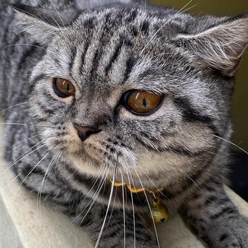 「Catsad」の写真素材 | 1件の無料イラスト画像 | Adobe Stock