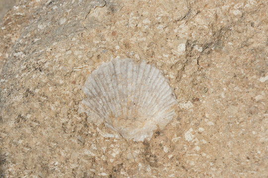 Shell Fossils In Rocks