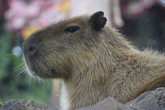 รูปภาพRoedor – เลือกดูภาพถ่ายสต็อก เวกเตอร์ และวิดีโอ5,393 | Adobe Stock