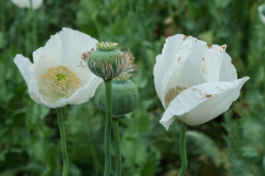 "Poppy Straw" Bilder – Durchsuchen 1,234 Archivfotos, Vektorgrafiken ...