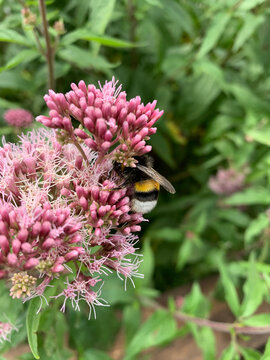 Cadaverin Bilder – Durchsuchen 92,930 Archivfotos, Vektorgrafiken und ...