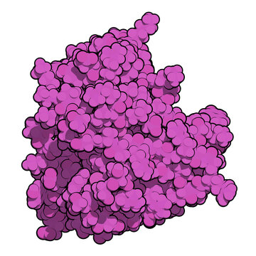 Thaumatin-1 Images – Browse 8 Stock Photos, Vectors, and Video | Adobe ...